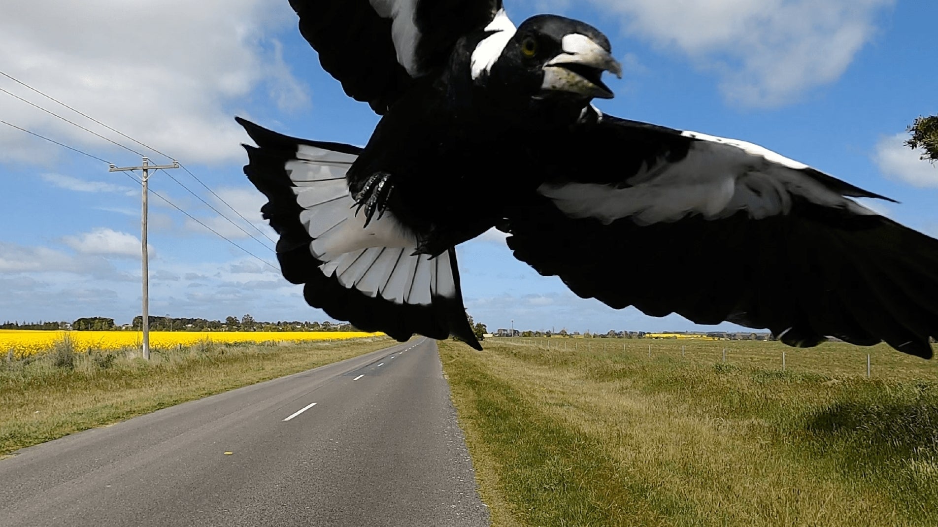 Someone should make a game about: swooping season | Eurogamer.net