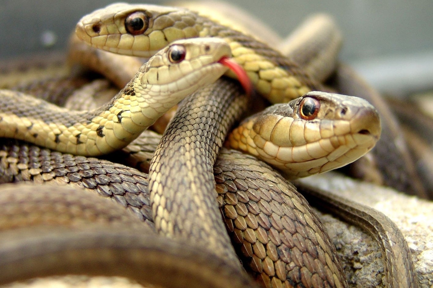 Porque é que Snake se chama Snake? | Eurogamer.pt