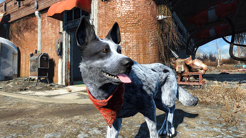 Replace Dogmeat in Fallout 4 with Pirate the adorable Australian Cattle ...