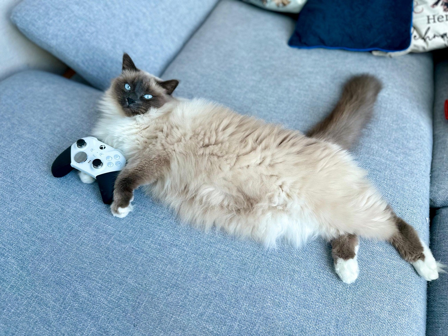 The bleatings will continue until morale improves | Creature Comforts ...