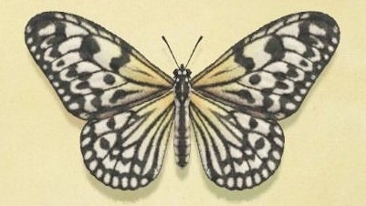 Animal Crossing Bugs list: All bug prices, locations, and how to catch ...