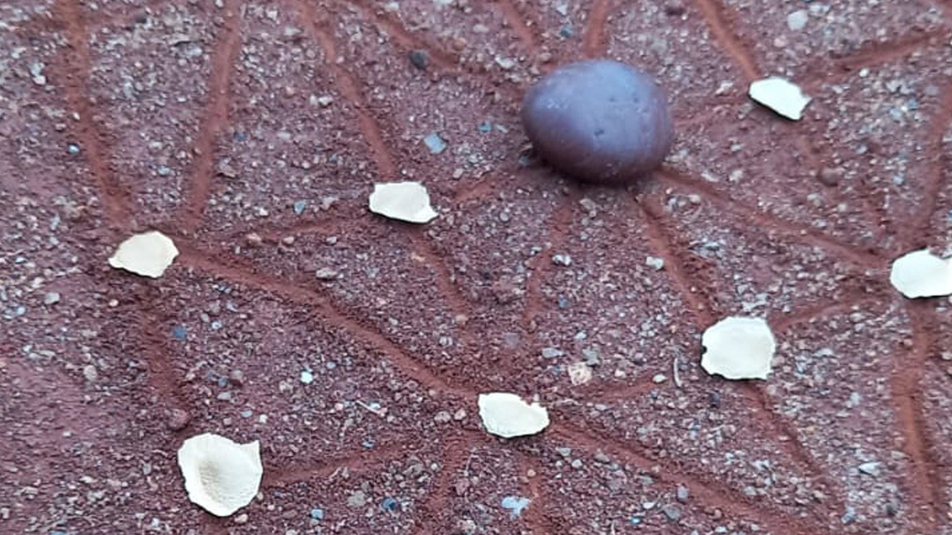 “It gives us a sense of pride”: Adugo, the Indigenous Brazilian board ...