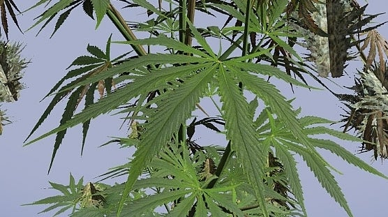 DayZ will be changed worldwide after weed sparks Australian ban ...