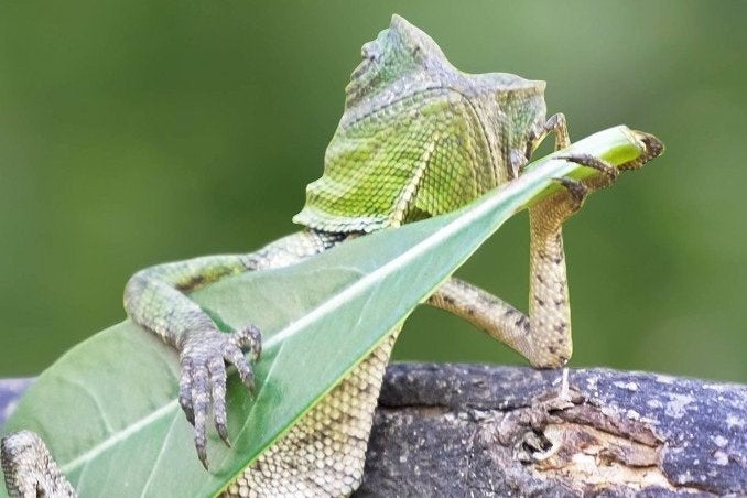 Blizzard games hit by DDoS attack, Lizard Squad claims responsibility ...
