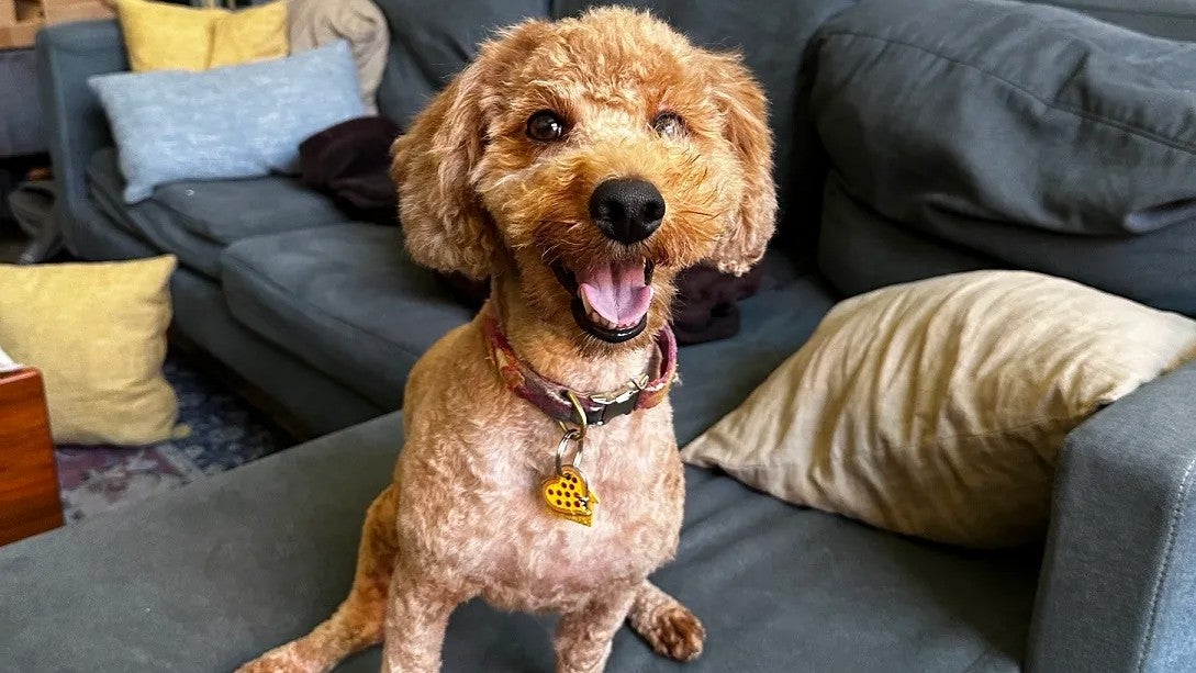 GamesIndustry.biz is in the doghouse again | Creature Comforts ...