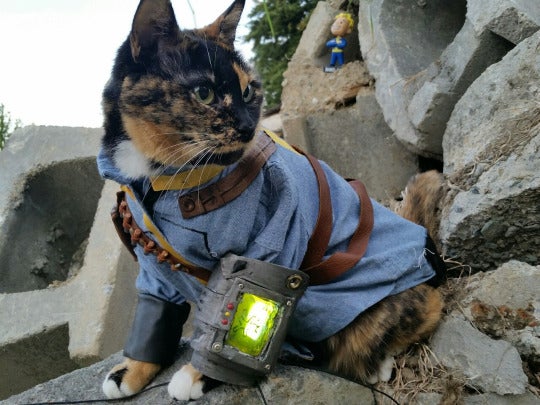 Vault Cat proves felines aren't extinct in the Fallout universe after ...