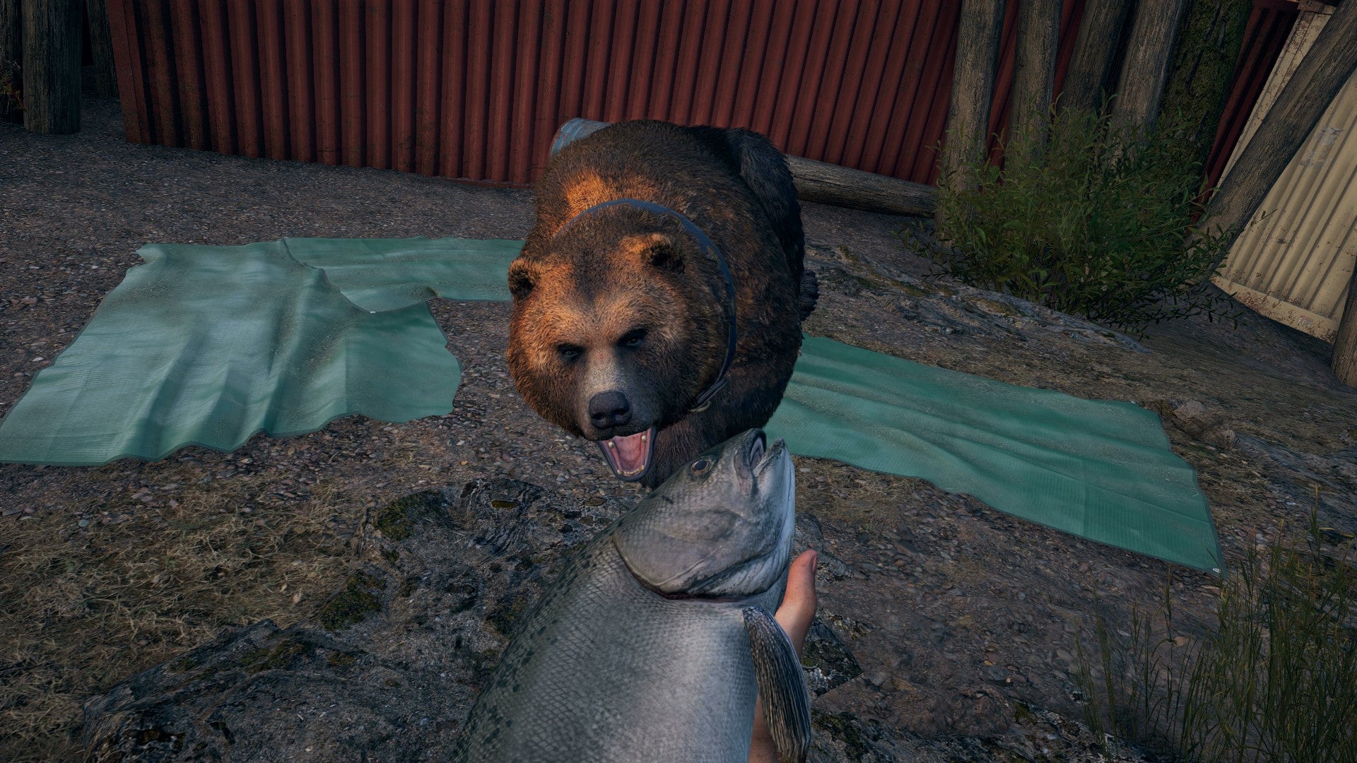 Far Cry 5 Cheeseburger the Bear - Cheeseburger Location and Quest Guide ...