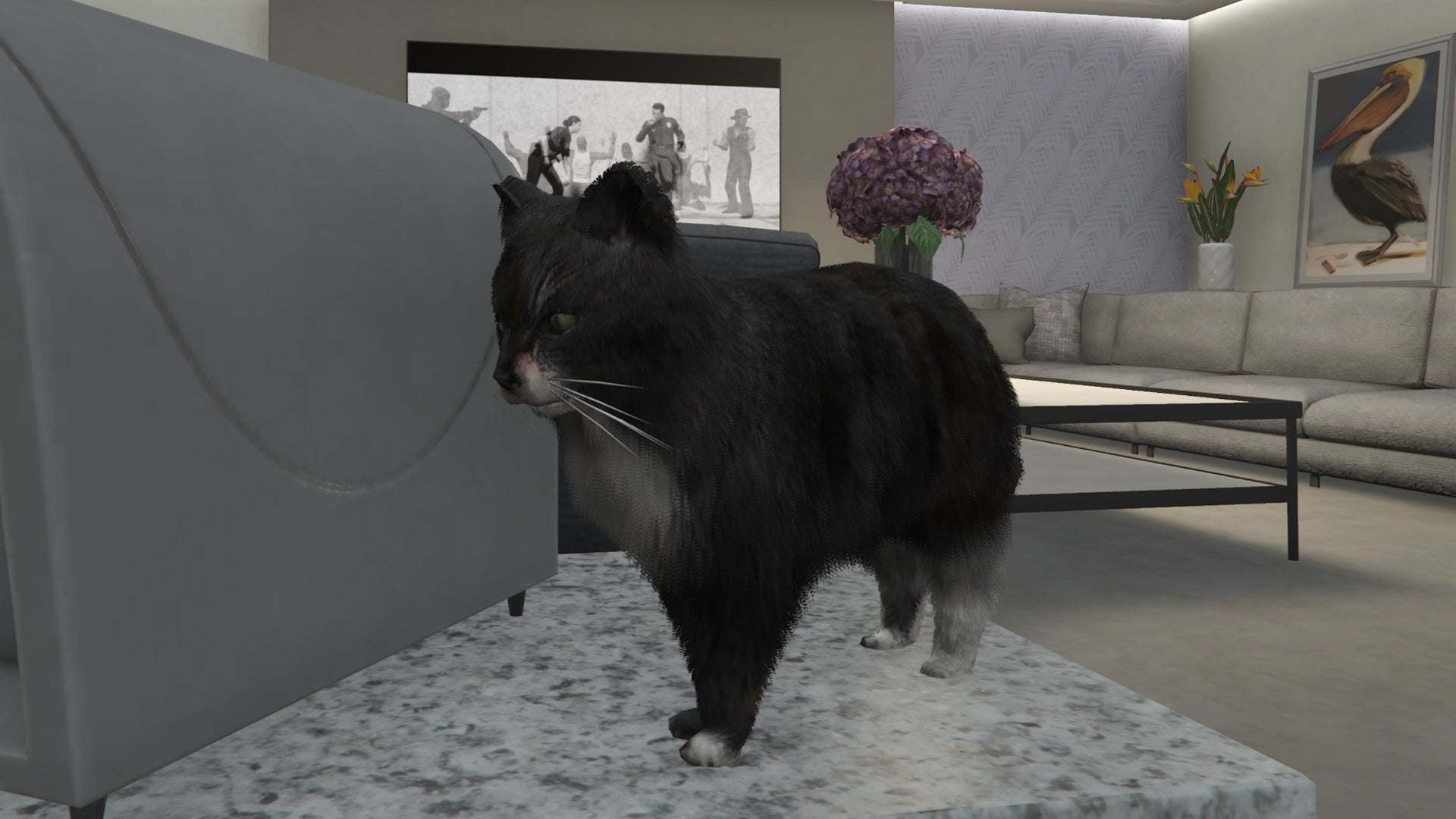 How to get a cat in GTA Online | Eurogamer.net