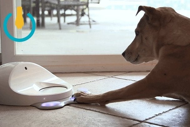 Introducing CleverPet: the world's first game console for dogs ...