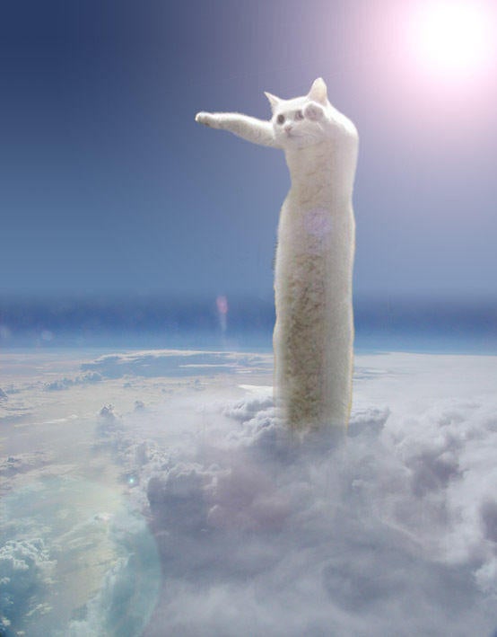 Longcat Meme Wallpaper 1920x1080 Memes Cat Wallpapers HD / Desktop And