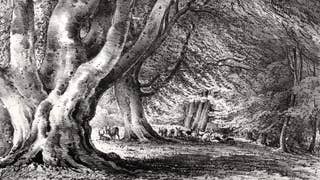 An old black and white vintage illustration of an old beech tree standing in the foreground as a herd of deer can be seen a little farther into the woods.
