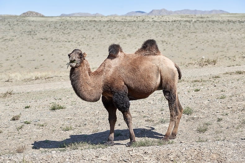 PlayerUnknown apologises for Battlegrounds' inappropriate female ...