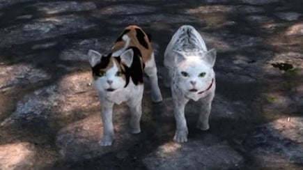 This Skyrim mod lets you adopt cats - if you can convince them ...